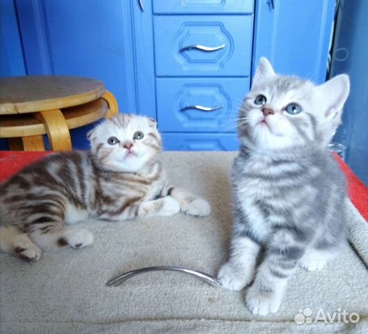 Шотландские котята