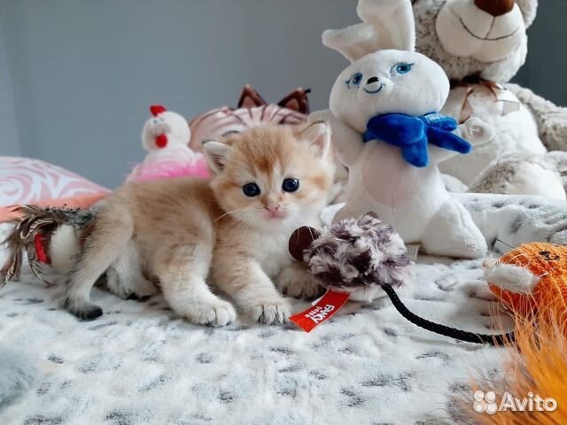 Клубные котята золотая шиншилла