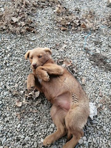 Чудесный щенок в добрые руки