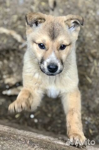 Щеночек девочка