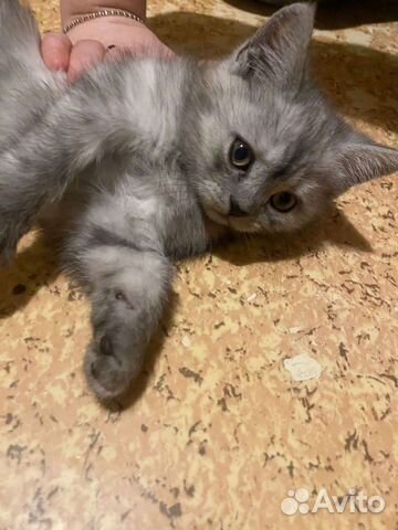 Шотландские прямоухие котята