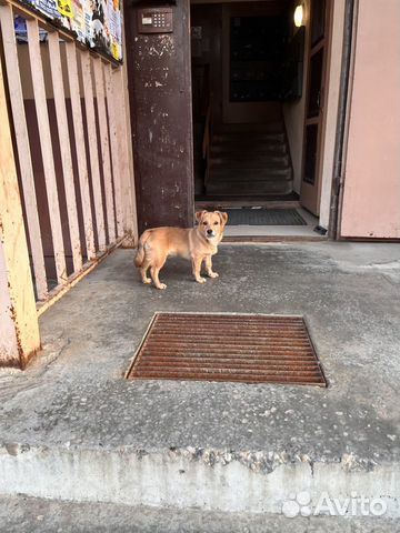 Маленькая в добрые руки