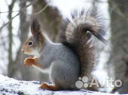 Белка алтайская