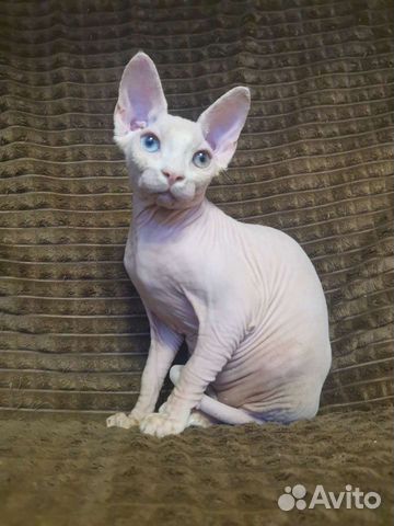 Канадский сфинкс