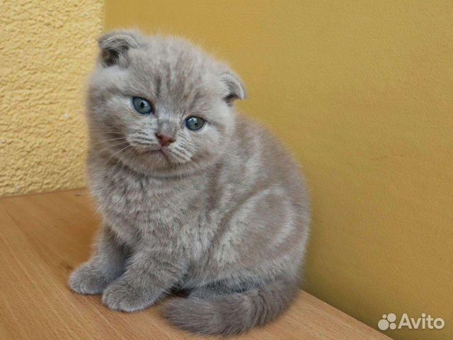 Вислоухая девочка шотландская