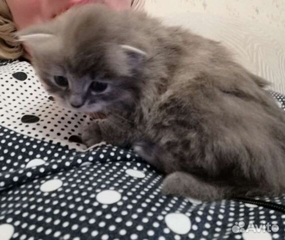 Котёнок в добрые руки 1 месяц