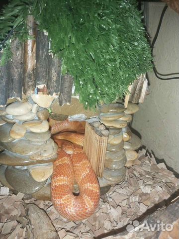 Змея маисовый полоз