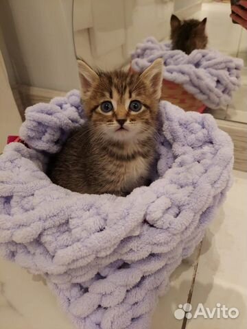 Котенок