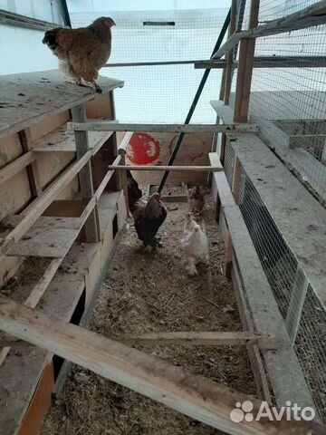 Курочки брама, виандот