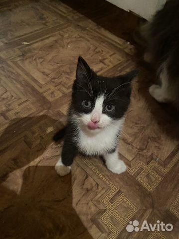 Отдам котенка в добрые руки