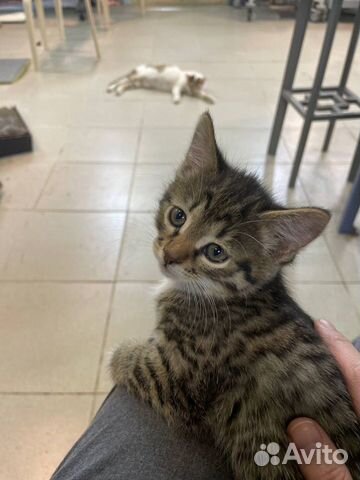 Котёнок, кошечка полосатая как Матроскин