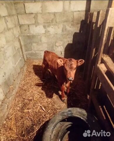 Телята телочки