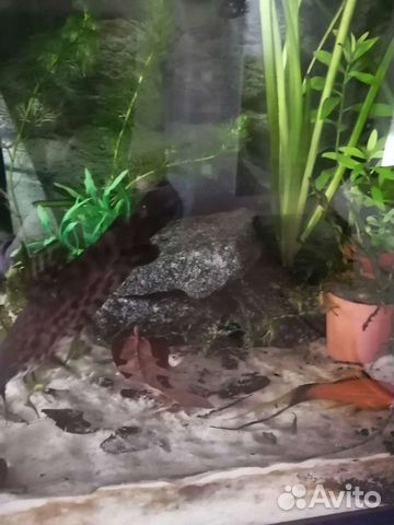 Сомик таракатум