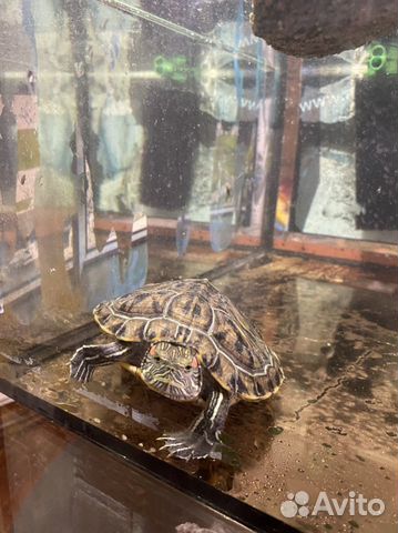 Черепаха с аквариумом