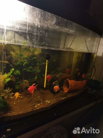 Аквариумные рыбки