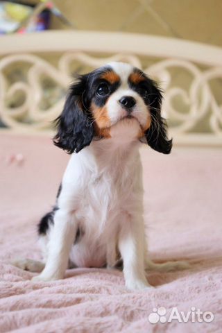 Кавалер Кинг Чарльз Спаниель девочка