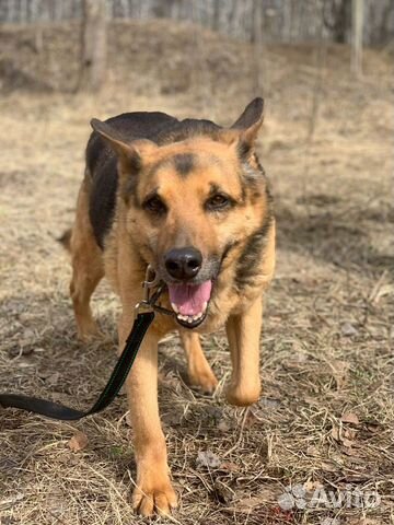 Варяг не теряет надежды однажды стать домашним