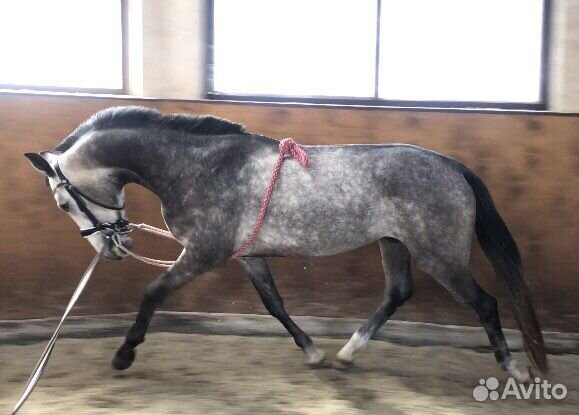 Мерин в конкур