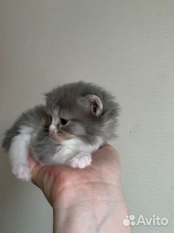 Самый красивый Котенок из наших котят