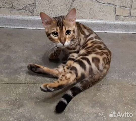 Бенгальские малыши