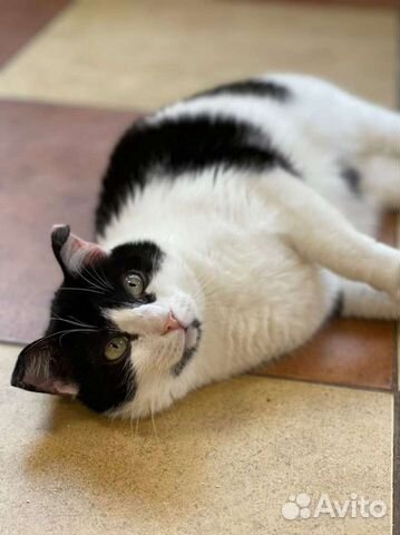 Котодети из приюта ищут своих родителей