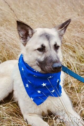 Собака из приюта хочет жить