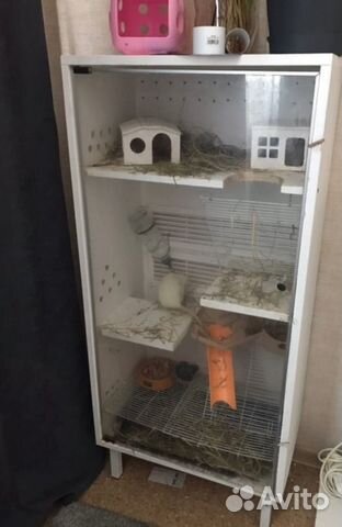 Крыса с клеткой