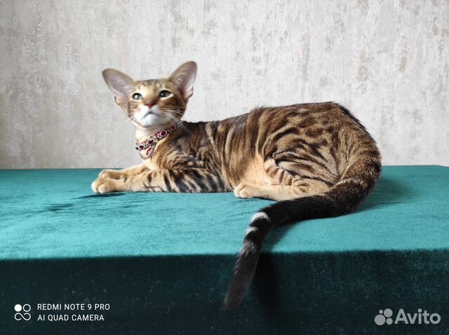 Ориентальный котик роскошный Юпитер