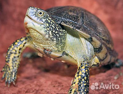 Продам двух черепах д. (красноухая, болотная)