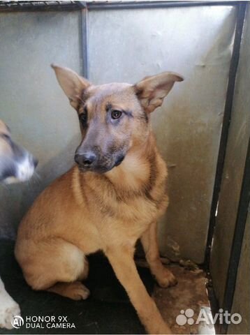 Щенок Герда в добрые руки