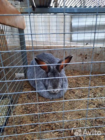 Кролики мясных пород