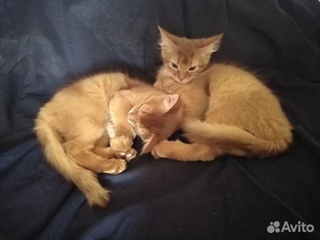 Огненные лисы