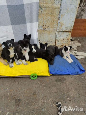 Щенки