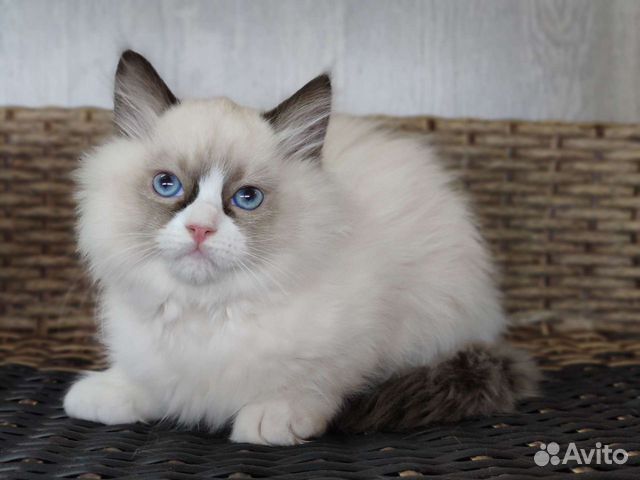 Inga, девочка рэгдолл