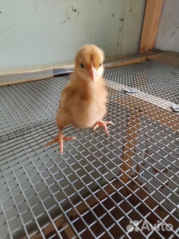 Суточные цыплята несушки