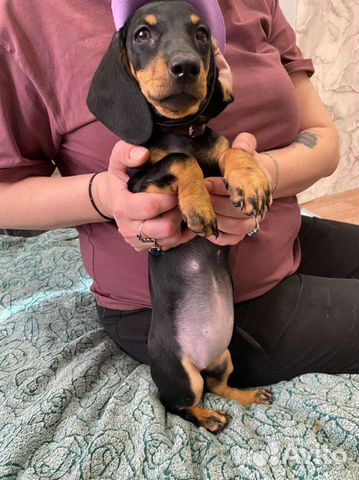 Карликовая такса щенки