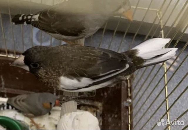 Молодой самец японской амадины