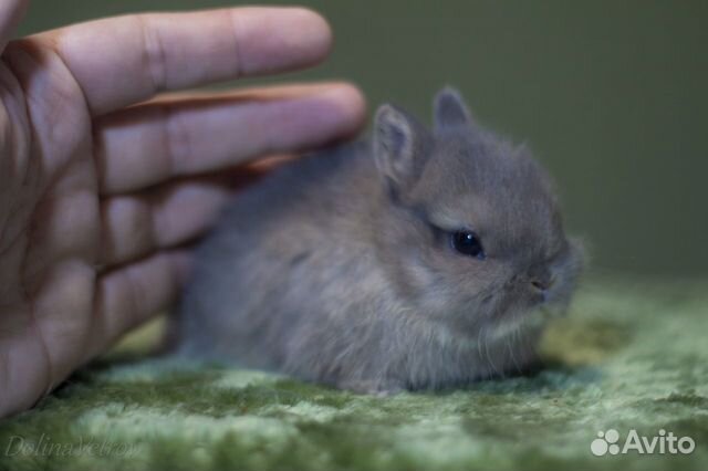 Мальчик супер мини минор, шоу класс, голубой агути