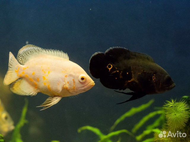 Астронтусы