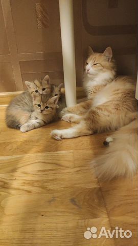 Котята в добрые руки