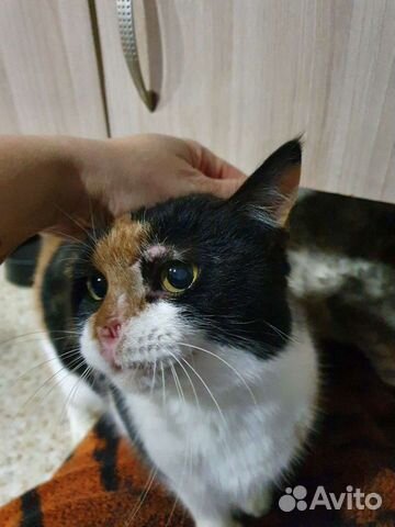 Кошка особенная