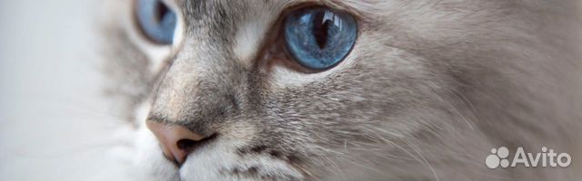 Кошечка в добрые руки