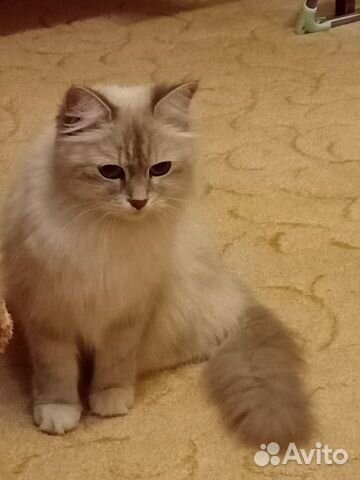 Кошечка Сильва