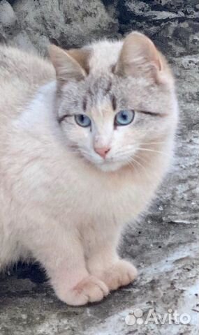 Кошечка Тайская в дар