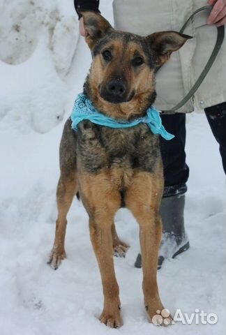 Собака Комета не нужна как худший товар в магазине