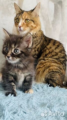 Котенок Курильский бобтейл