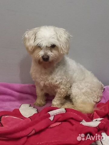 Мальтийская болонка Микки девочка 2-4 года