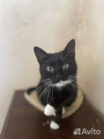Кошка Селена ищет хозяина