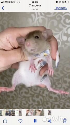 Крысята дамбо бесплатно