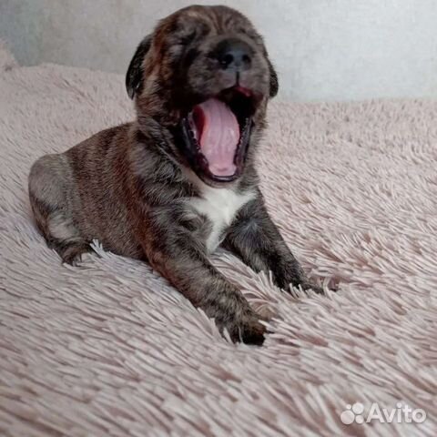 Щенки кане корсо помесь